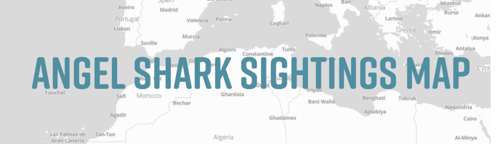 Angel Shark Project – Our aim is to secure the future of Critically ...
